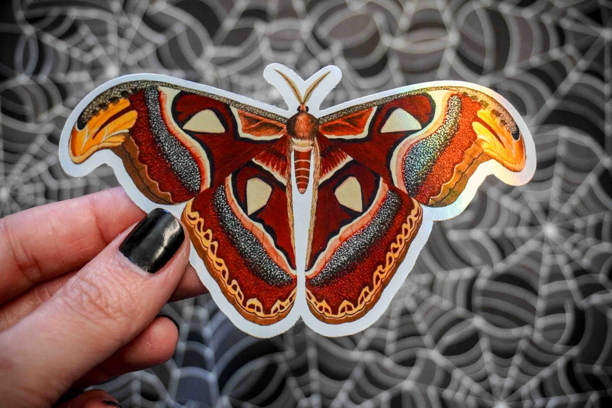 Atlas Moth Holographic Sticker - Vinyl, Machine Die Cut & Water Resist ...
